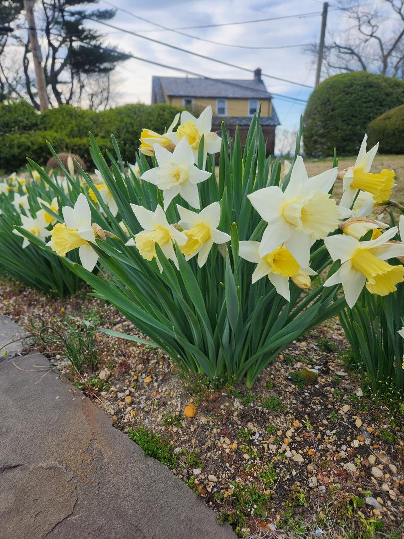 Spring Clean Your Mind Series- Week #1 – Living Lotus Group