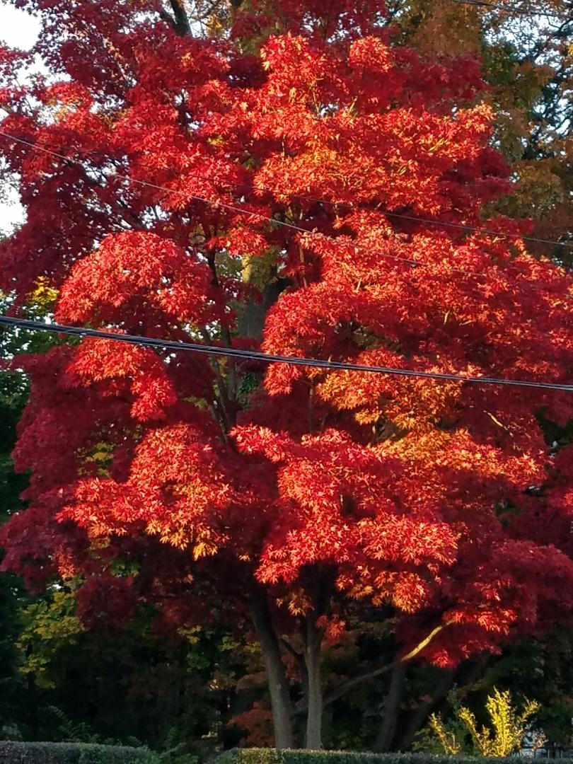 ONE Way to Welcome in Fall 2022 – Living Lotus Group