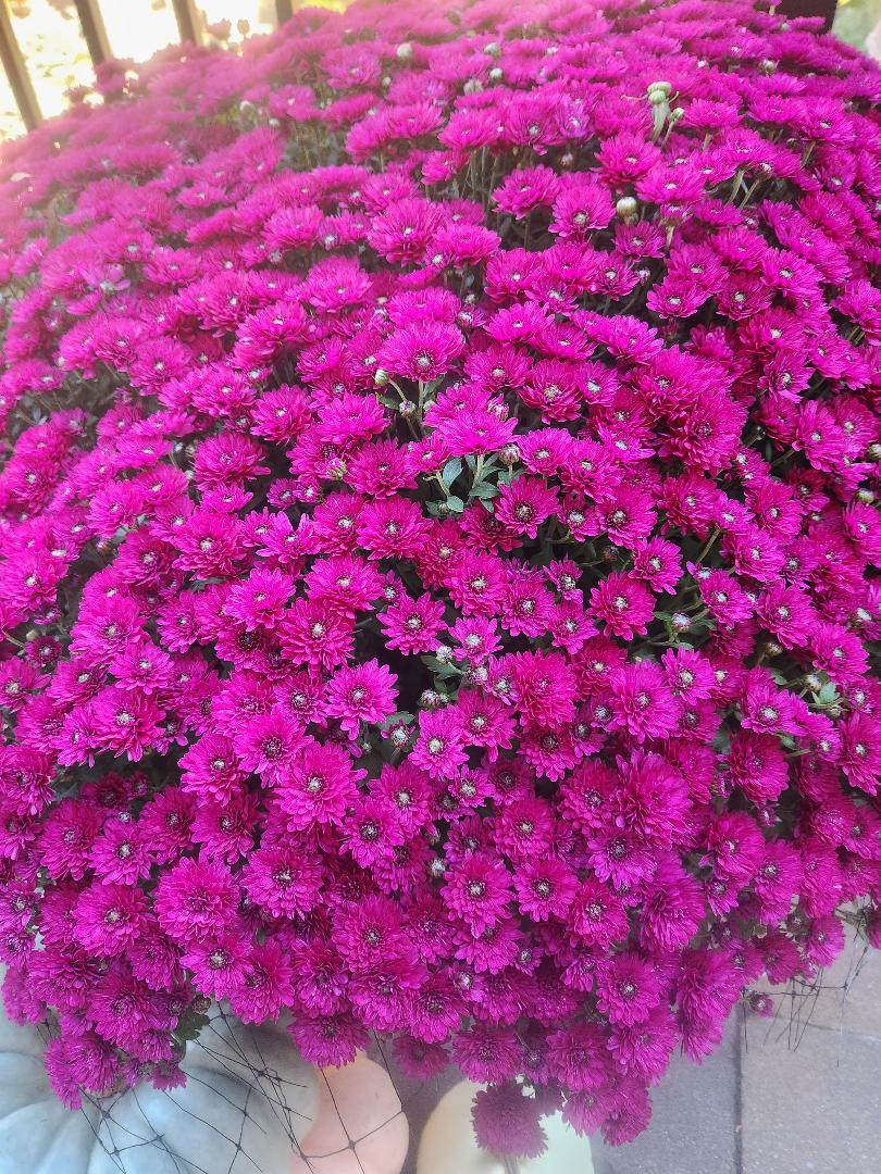 What's Your Secret? – Living Lotus Group