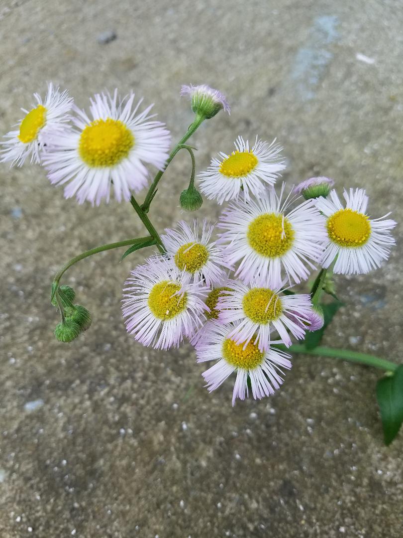 Begin Again – Living Lotus Group