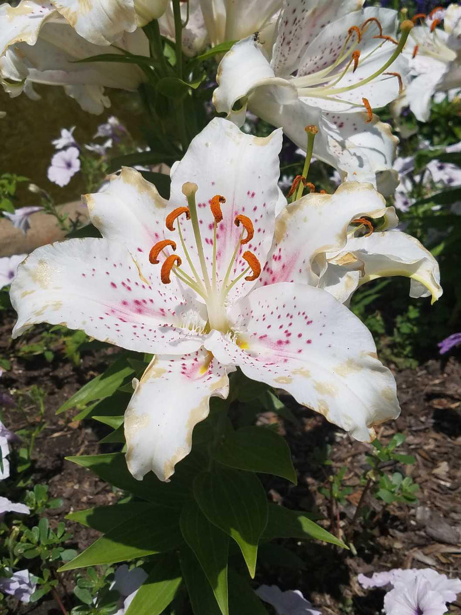 TINY Changes Can Lead to BIG Results – Living Lotus Group